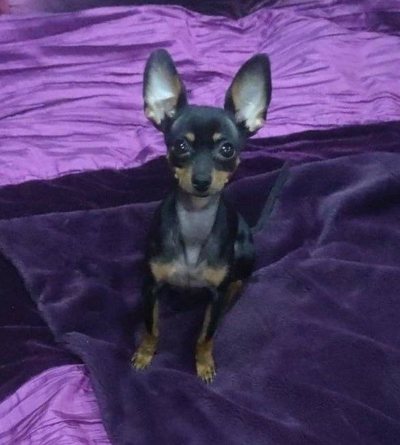 Ratlerek Miniaturka - OLX.pl