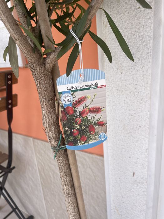 Planta Callistemon rigidus - limpa garrafas Lourinhã E Atalaia • OLX.pt