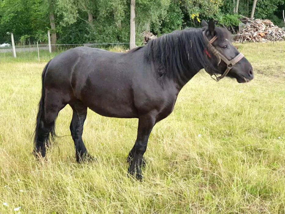 Klacz zimnokrwista Rogolin • OLX.pl