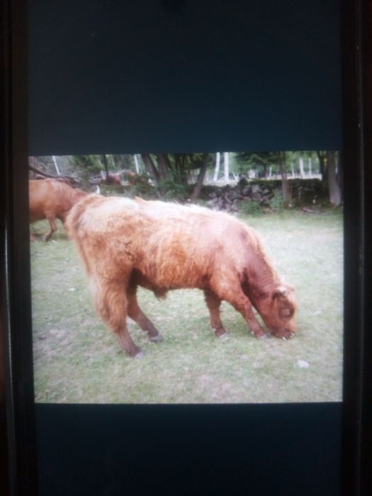 Bydlo, krowy, byczki ,jałowki Stara Bystrzyca • OLX.pl