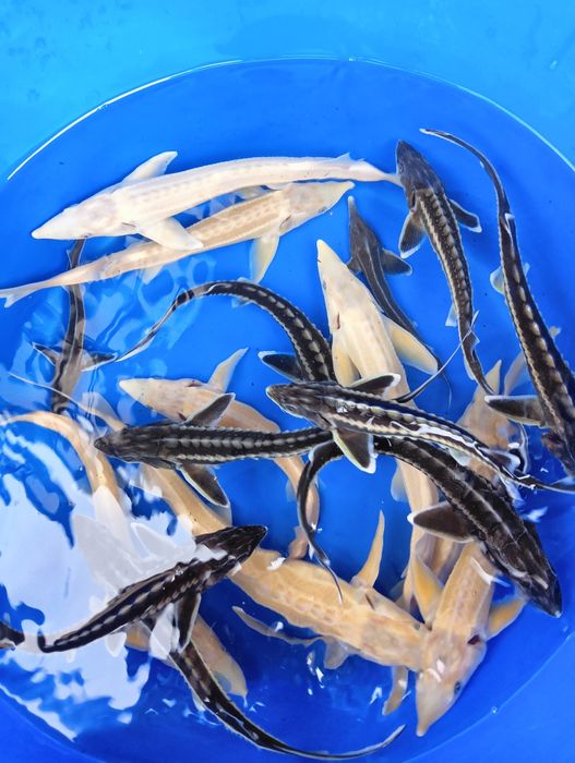 Amur ,Ryby do stawu, karp ,lin Jesiotr ,karpie koi Łańcut • OLX.pl