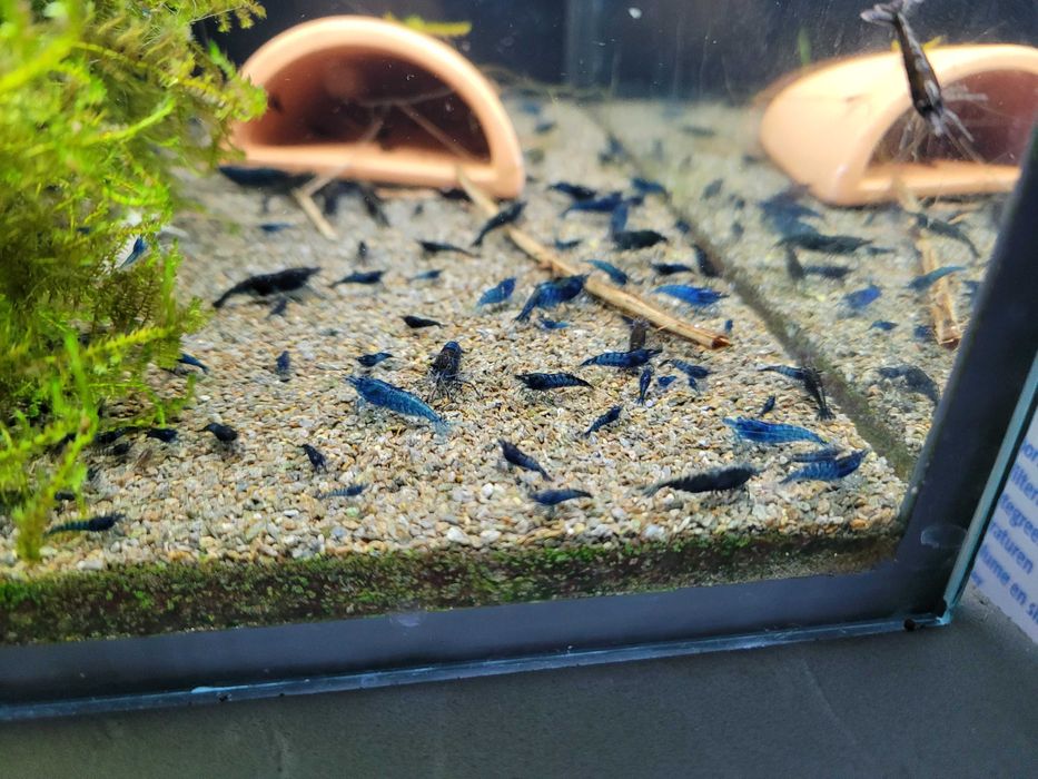 Neocaridina Blue velvet niebieskie krewetki akwariowe Grudziądz • OLX.pl