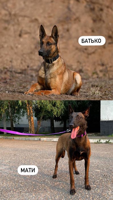 Малінуа | Бельгійська вівчарка | Документи FCI/КСУ: 25 000 грн. - Собаки Харків на Olx