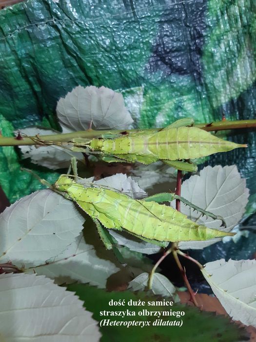 Straszyki, dużo gatunków Katowice Śródmieście • OLX.pl