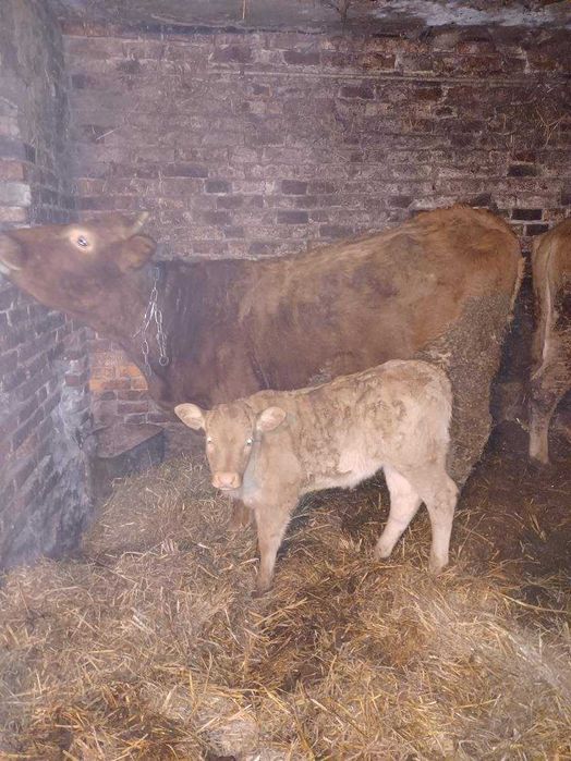 Krowa pierrwiastka limousine z cielakiem Trąbki • OLX.pl