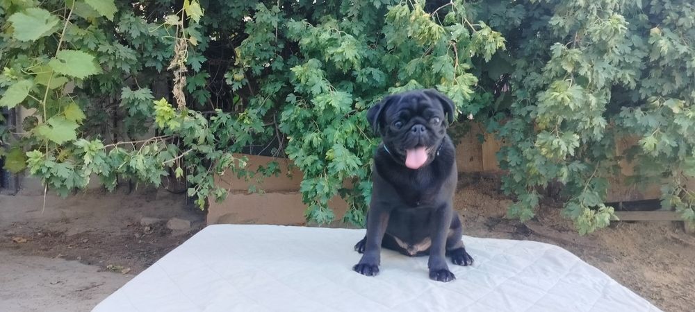 Питомник КСУ- FCI предлагает мопсов.: 9 000 грн. - Собаки Одесса на Olx