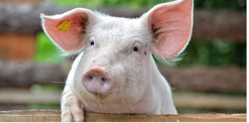 Tucznik ekologiczny 7zl Huta Głodowska • OLX.pl