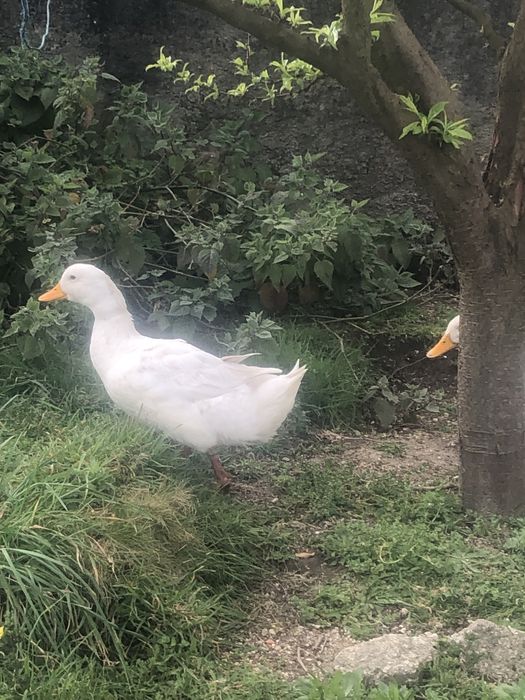 Ovos pato pequin Barcelos, Vila Boa E Vila Frescainha (São Martinho E ...