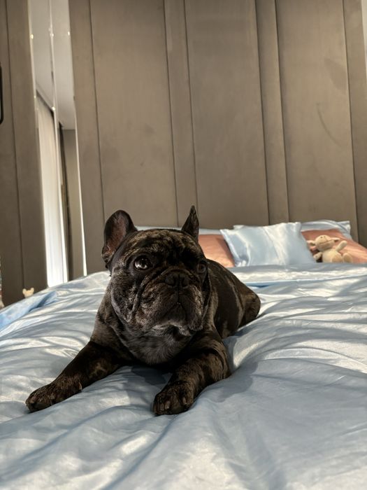 Buldog francuski blue merle samiec oddam Warszawa Śródmieście • OLX.pl