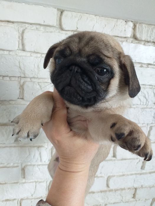 Шикарні мопсики .Ужгород: 8 000 грн. - Собаки Ужгород на Olx