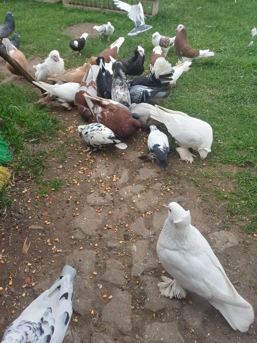 Gołębie ozdobne. Włostowice • OLX.pl