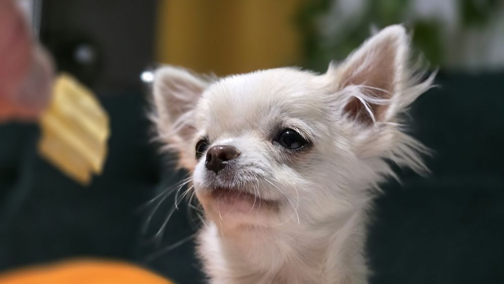 Chihuahua chłopiec Połczyno • OLX.pl