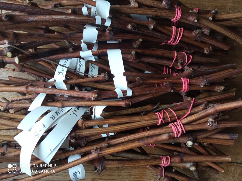 Sztobry winorośli, winogrona, cabernet,Solaris. Żołynia • OLX.pl