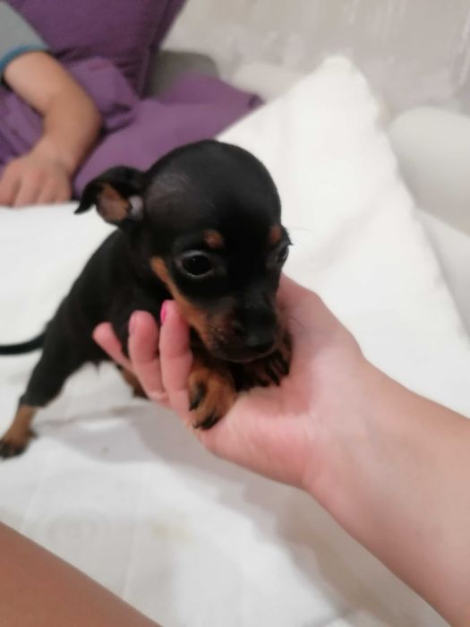 Pinczer miniaturowy,ratlerek Gdów • OLX.pl