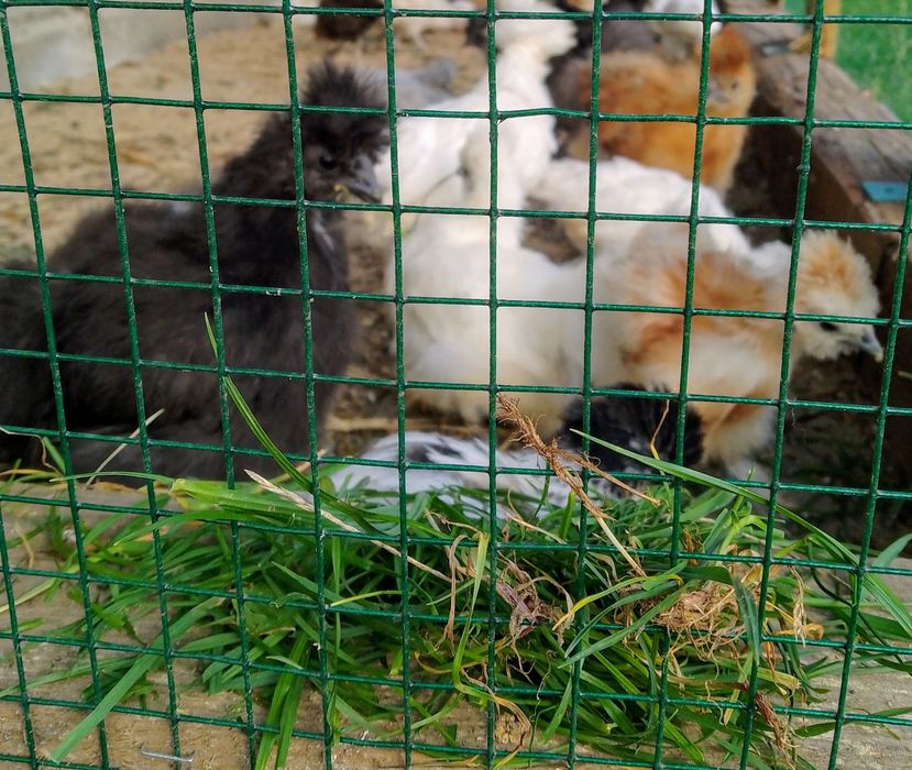 Kury kurczaki jajka jaja lęgowe sebrytka ayam silka brahma czubatka ...