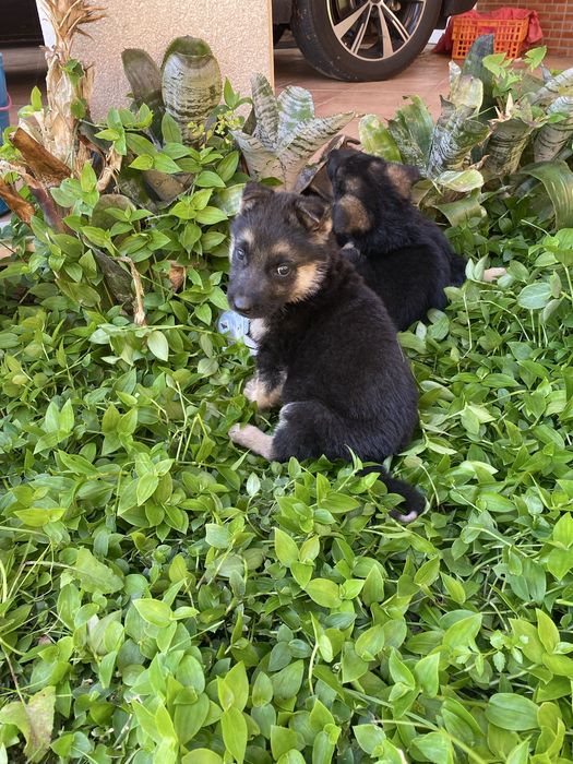 Pastor Alemão puro macho Mira • OLX.pt