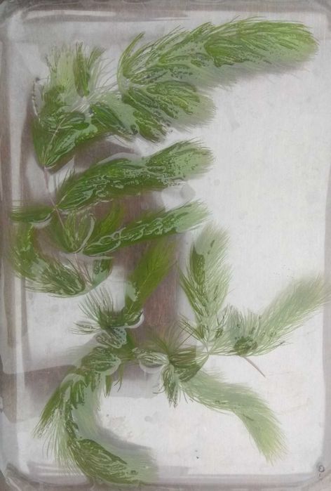 Rogatek 25-30 cm, ozdoba do akwarium Warszawa Białołęka • OLX.pl