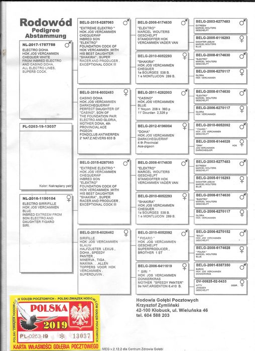 Gołębie pocztowe Gołąb Samica 2024 Jos Vercammen rodowodem Włocławek ...