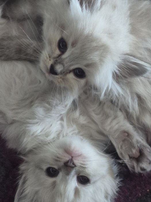 Po Championach rodowód FPL FIFE Neva Masquerade kotka kot Syberyjski ...