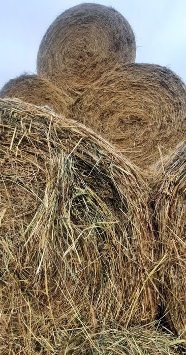 Siano w belach 120x120 / siano wysokiej jakości dla koni bydła / siano ...