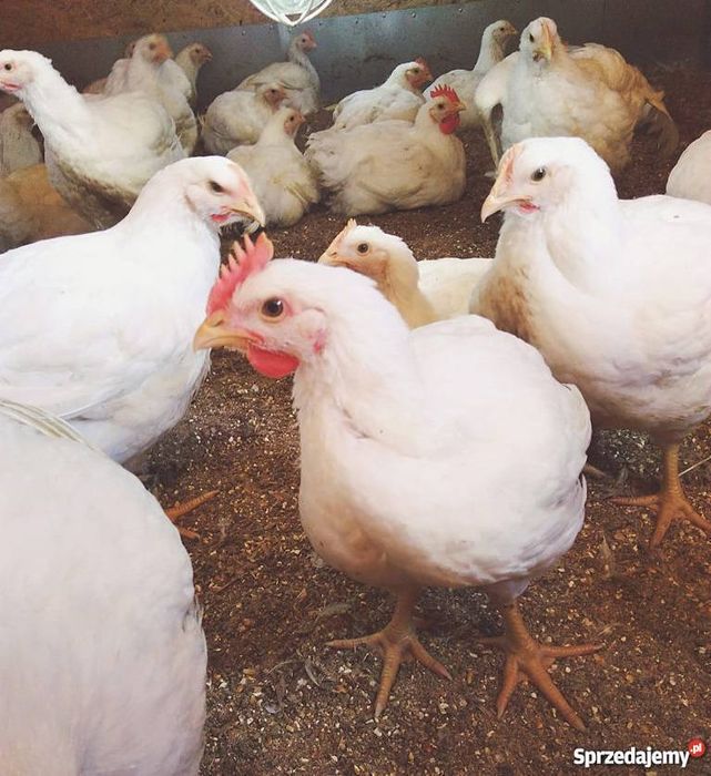 Brojlery - Giełda zwierząt - OLX.pl