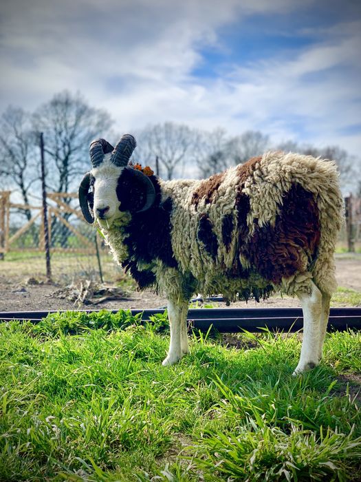 Baranek Świętego Jakuba Zabrze • OLX.pl