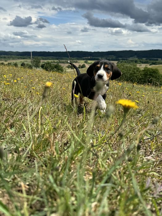 Rasowe psiaki na OLX! Sprawdź kategorię Psy rasowe - Strona 7