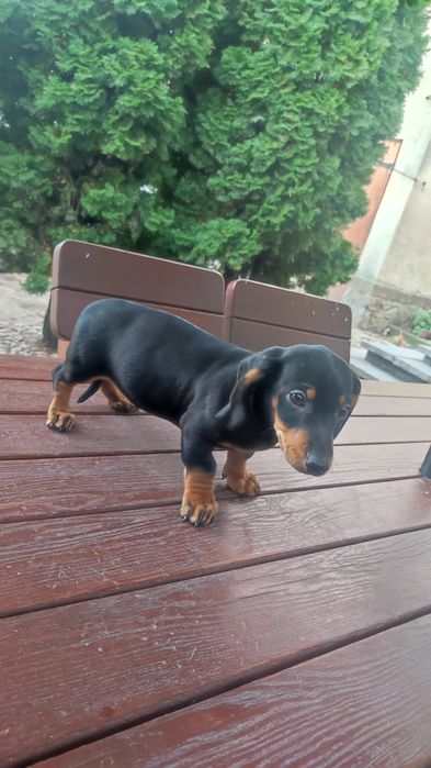 Jamnik miniaturowy krótkowłosy Stęszew • OLX.pl