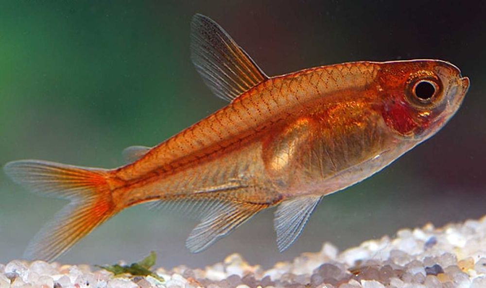 Bystrzyk Amandy - Hyphessobrycon amandae - dowóz, wysyłka Gdańsk ...