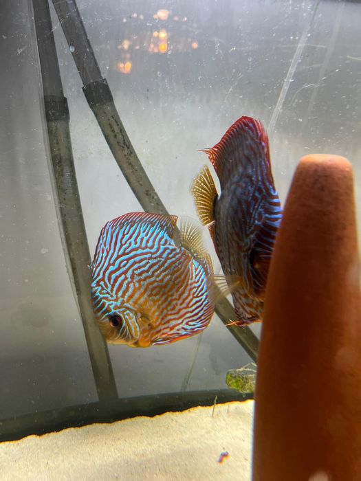 Paletki rybki słodkowodne Tczew • OLX.pl