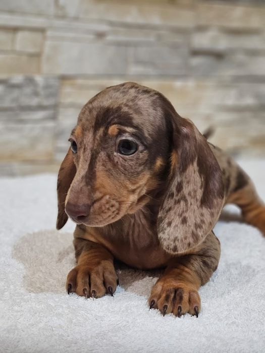 Jamnik miniaturowy krótkowłosy choco merle Kraków Bieżanów-Prokocim • OLX.pl