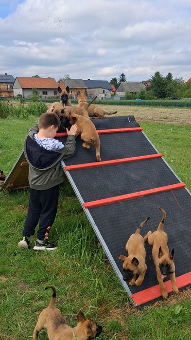 Owczarek Belgijski Malinois FCI Mników • OLX.pl