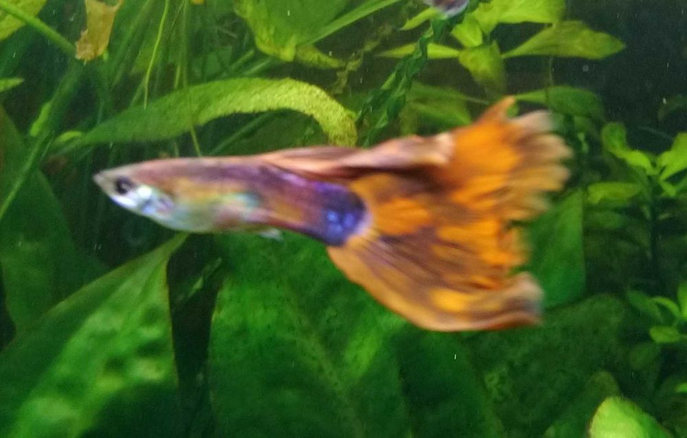 Gupik pawie oczko - narybek, rybki do akwarium Chełm • OLX.pl