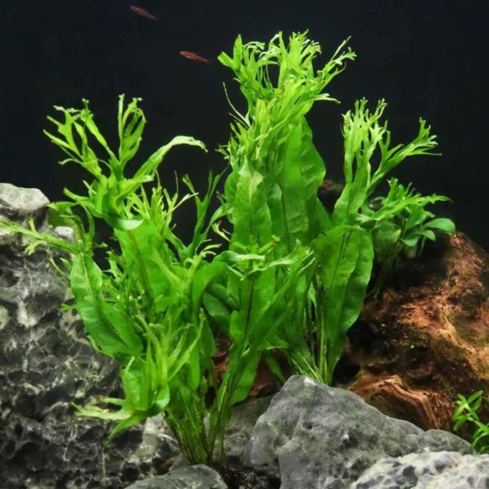 DUŻE Microsorium pteropus windelov "java fern windelov" Warszawa Wawer ...