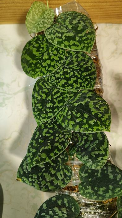 Scindapsus snake scale, epipremnum pinnatum mint, adansonii variegata ...