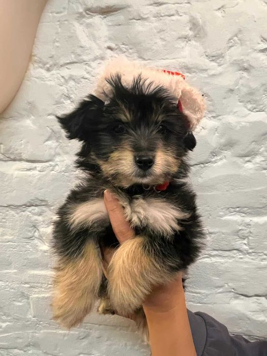 psy rasowe - psy do adopcji - przygarnij pupila | OLX Zwierzęta