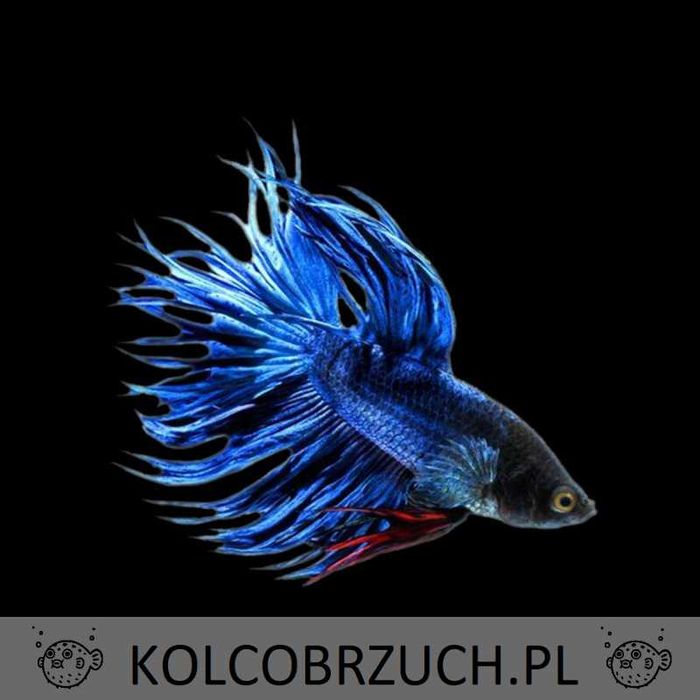 Bojownik wspaniały strzępiasty NIEBIESKI - Syjamski - Betta - wysyłamy ...