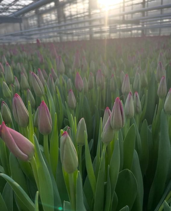 Tulipany Cięte Polskie Poznań Chartowo • OLX.pl