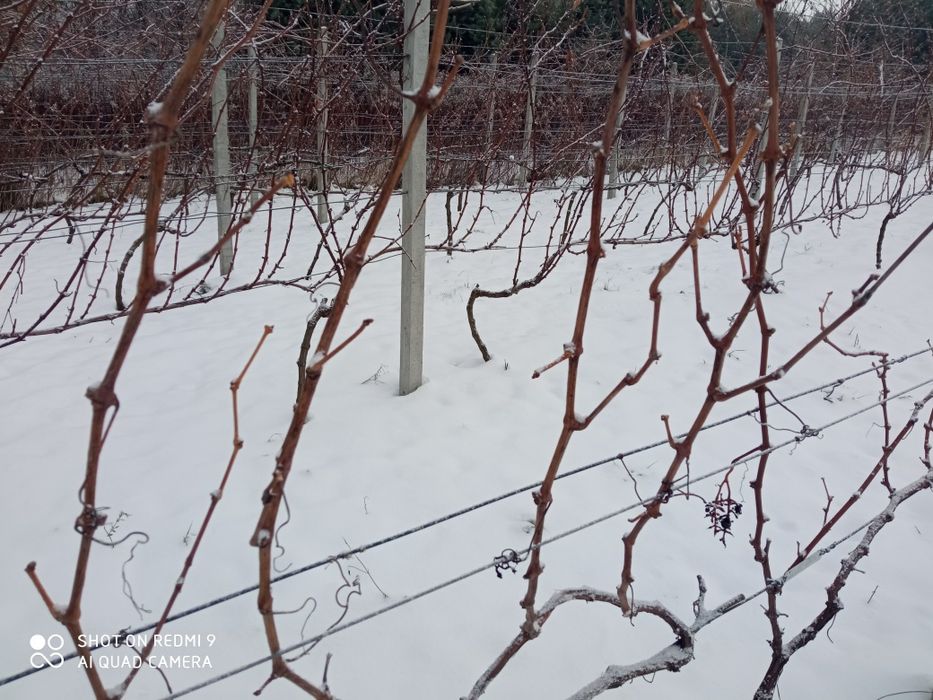 Sztobry winorośli, winogrona, cabernet,Solaris. Żołynia • OLX.pl