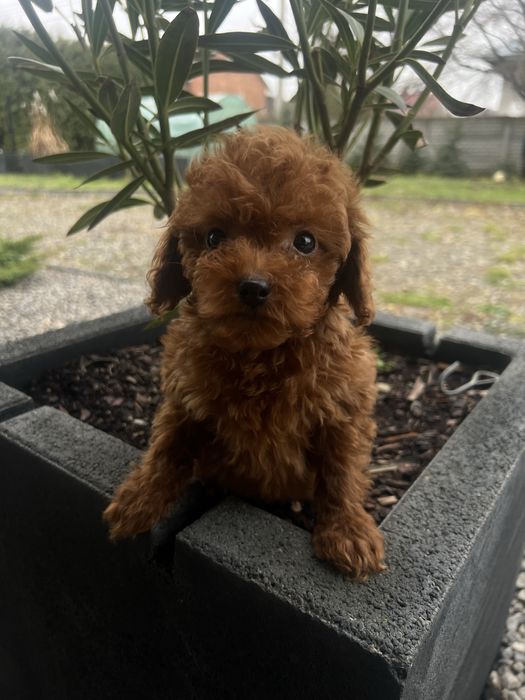 Pudel toy/miniatura płowy red gotowy do zmiany domu Tarnobrzeg • OLX.pl