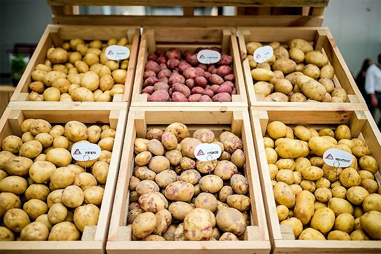 Элитный семенной картофель 1 репр. Є 25 сортів ( Насіння, картопля): 50 ...