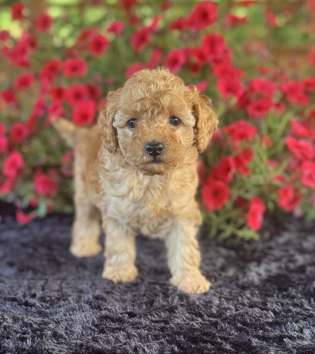 Pudel toy - Dziewczynka Koza • OLX.pl