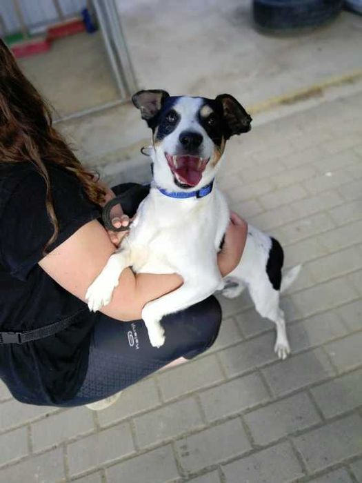 Taker pies adopcja młody schronisko Poznań Chartowo • OLX.pl