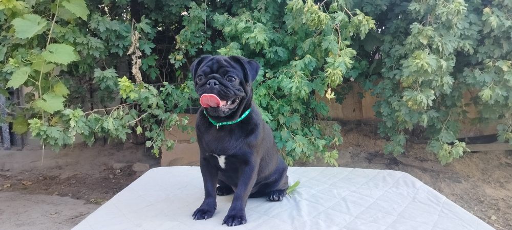 Питомник КСУ- FCI предлагает мопсов.: 9 000 грн. - Собаки Одесса на Olx