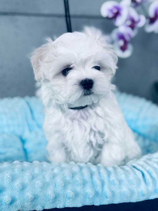 Maltańczyk-słodki piesek po Championie metryka ZKwP FCI Nowy Targ • OLX.pl