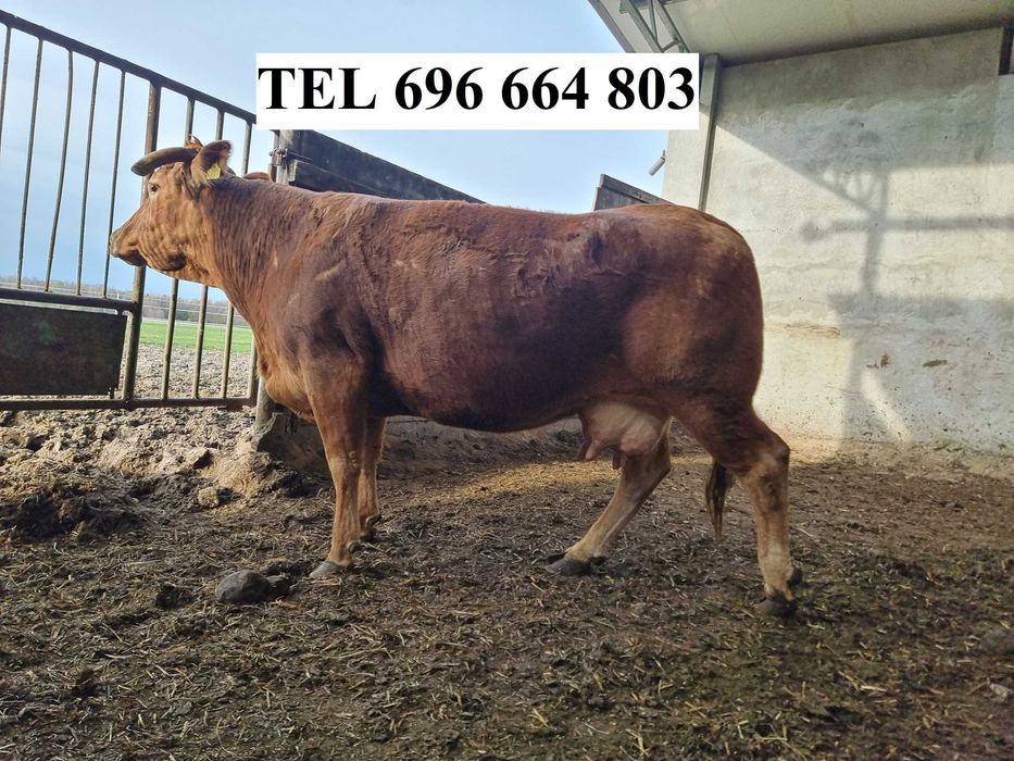 Krowa Limousine czystorasowa pod oceną PZHIPBM - Światowa Genetyka ...