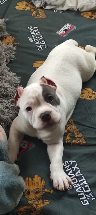 Крутий кобель Булли амбуллі American bully: 2 000 € - Собаки Чернігів ...