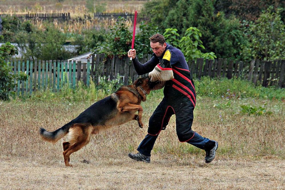 Німецька вівчарка. Розплідник КСУ-FCI: 18 000 грн. - Собаки Київ на Olx