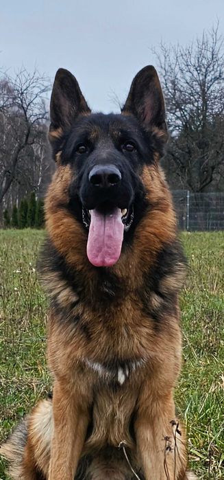 Owczarek niemiecki- pies dorosły Olsztyn • OLX.pl