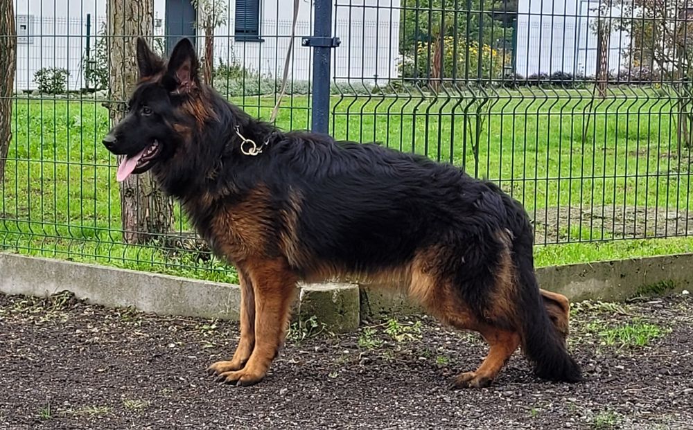 Owczarek niemiecki długowłosy suka ZkwP FCI Pszczyna • OLX.pl